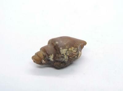 AGATIZED SHELL – The Golden Buddha