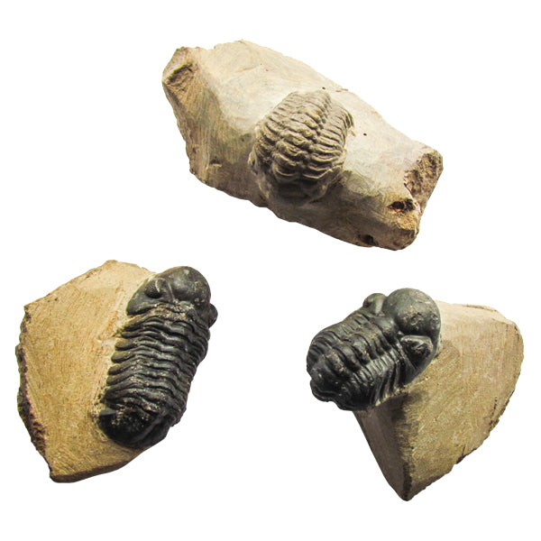 FOSSIL TRILOBITE REPLICA – The Golden Buddha